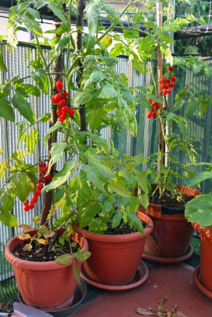 5 Container Garden Organic Crops to Plant
