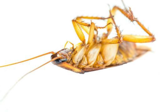 Chemicals Your Bug Man May be Spraying