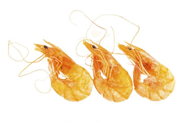 Harvard Researchers Develop Biodegradable Plastic from Shrimp Shells