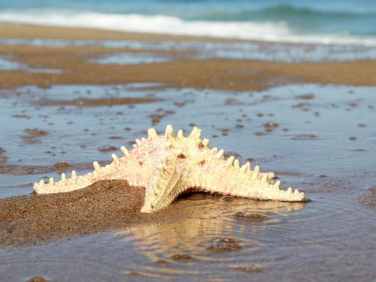 Marine Animals Dying Along the West Coast