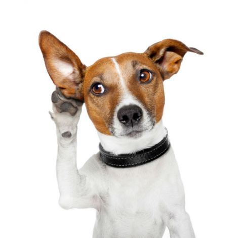 When You Talk What Does Your Dog Hear?