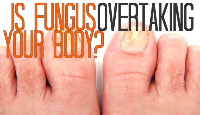 fungus - The Alternative Daily