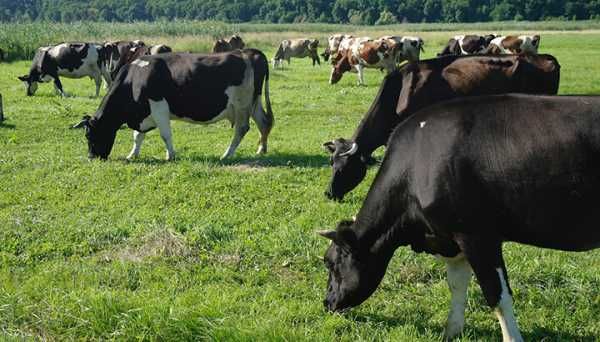 4 Reasons To Eat Organic Beef Tallow And How To Do It