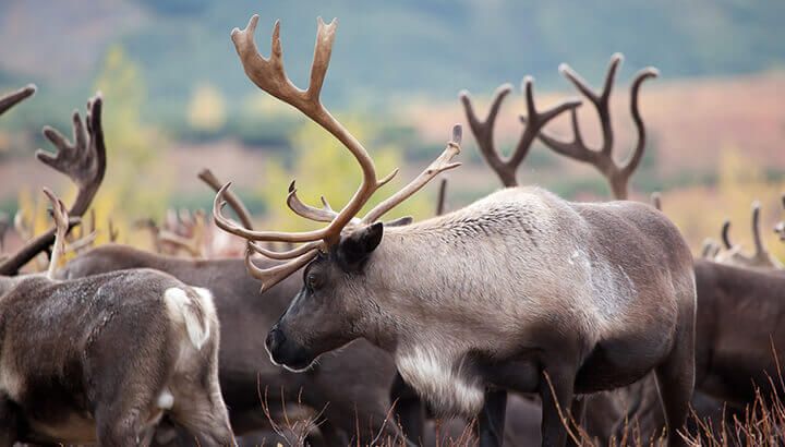 Reindeer Population Dwindles From Climate Change (And How To Help)