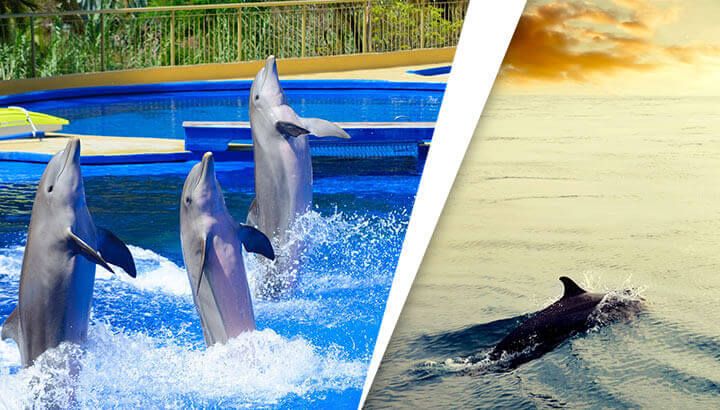 5 Awesome Reasons We Should Help Save Dolphins