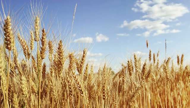 Wheat Is The Perfect Chronic Poison (Hint: Stop Eating It)