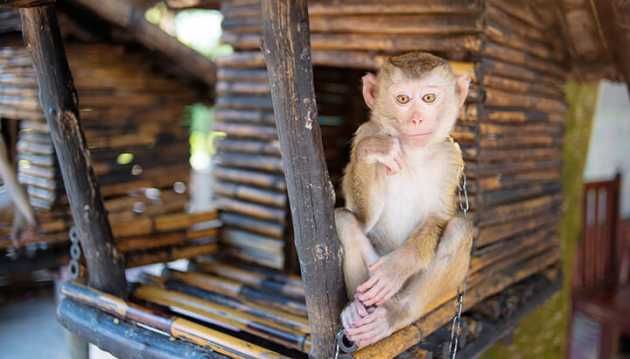 Be Careful With Your Pets During The Solar Eclipse (Plus 6 Shocking ...