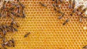 Amazing Things Bees Can Teach Us About Health, Happiness And Life