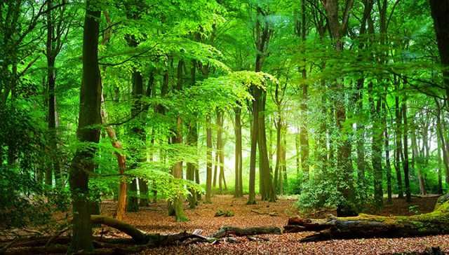 Strange Minds: Things We Can Learn From Trees, Octopuses And Birds