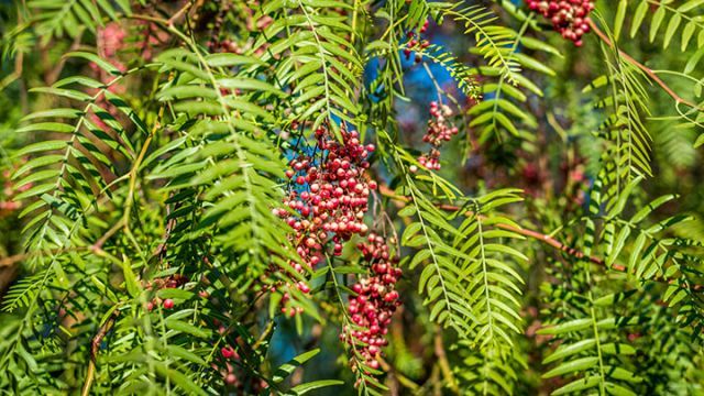 6 Peruvian Cures For Cancer, Inflammation, Staph Infections And More