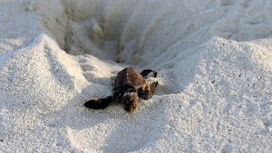 How A Monster Like Hurricane Irma Shakes The Animal Kingdom