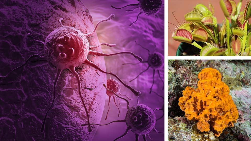 4 Strange Cancer Remedies That Have Really Worked