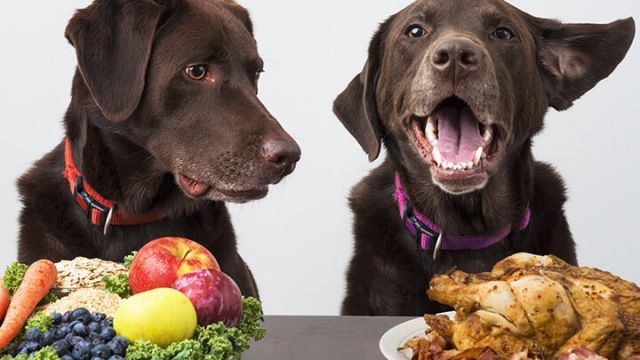Are Roadkill And Shelter Pets In Your Dog Food? Here’s How To Know