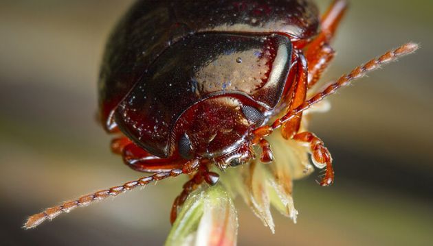 Is Your Breakfast Dyed Red From Crushed Bugs? Here’s How To Know