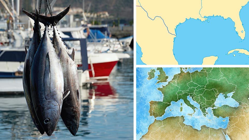 If Your Tuna Was Caught HERE, It's 36X More Toxic Than Other Fish