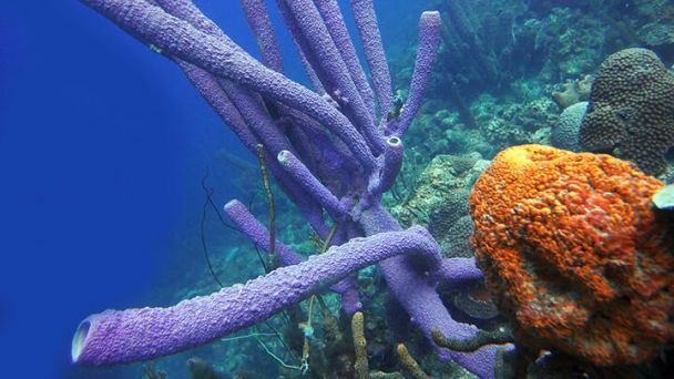 4 Strange Cancer Remedies That Have Really Worked