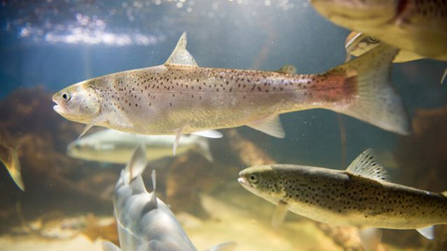 If Your Tuna Was Caught HERE, It's 36X More Toxic Than Other Fish