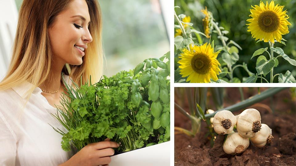 8 Garden Plants To Naturally Lift Your Mood (#2 Is Shocking)