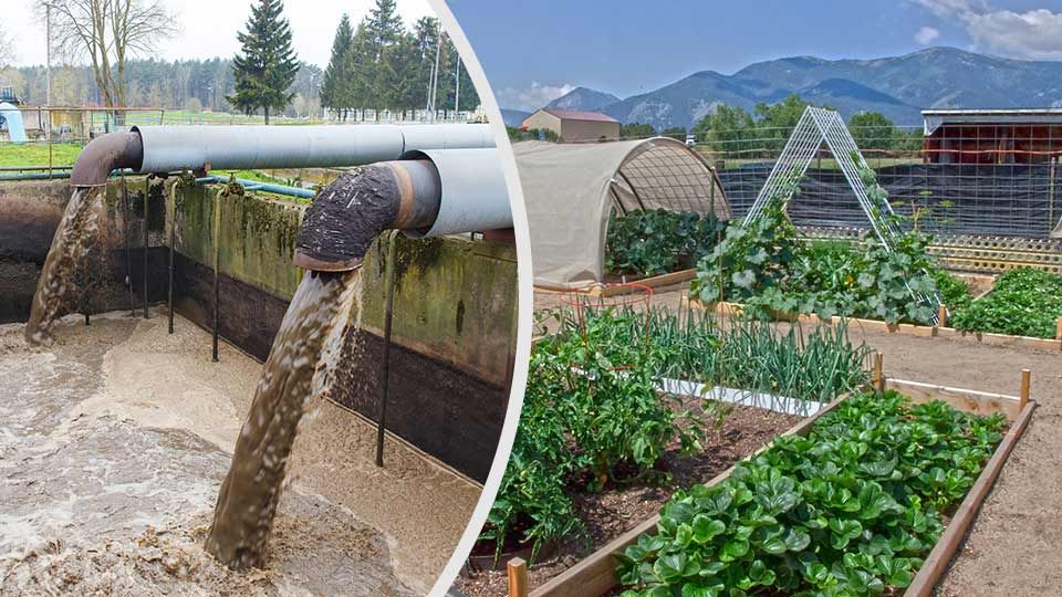 Is Your Food Grown In Sewage Sludge? Here’s How To Avoid It