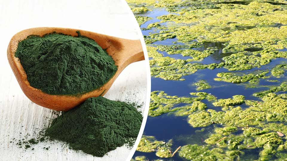 21 Reasons You Should Drink Algae Every Morning