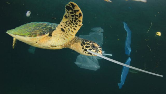 The Last Straw: 5 Reasons You Should Ditch Plastic Straws (#2 Is SHOCKING)